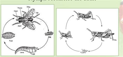 Clade Insecta Diagram Quizlet Clade Insecta Diagram Quizlet