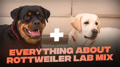 Yellow Lab Rottweiler Mix