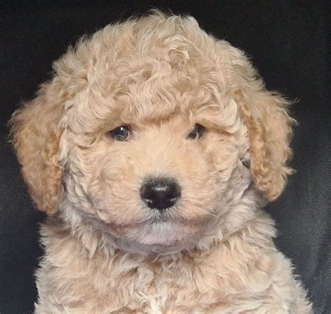 Mini Lagotto Doodle Welpen In Gelsenkirchen Nordrhein Westfalen Snautz