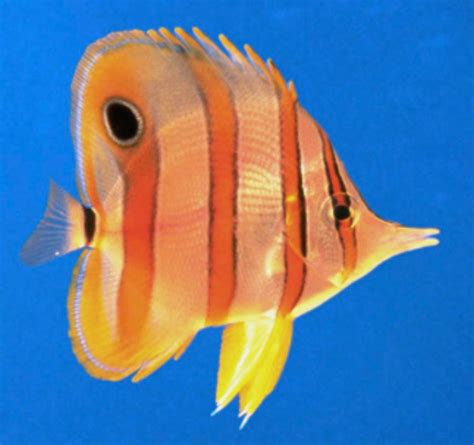 Windows Xp User Icons Part 2 Rwindows