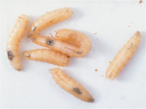 50 Blue Bottle Fly Larvae