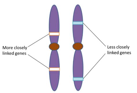 Autosomal Linkage And Sex Linkage Flashcards Quizlet