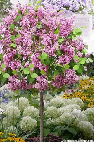 Buy Flowerfesta Pink Lilac Tree Single Trunk Free Shipping Wilson Bros Gardens 7 Gallon