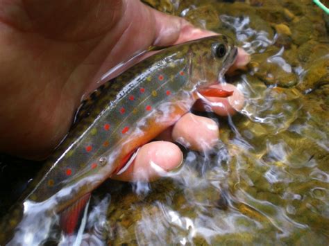 Brook Trout Fishmasters Com