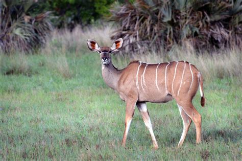 Greater Kudu Facts Critterfacts