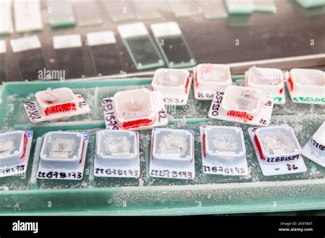 Frozen Blocks Of Paraffin Embedded Tissue Kept Cold On Ice Ready To Be