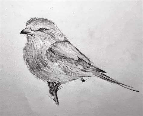 How To Draw A Realistic Bird