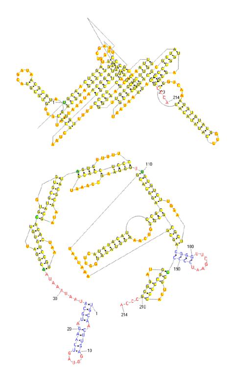 4 Predicted Pseudoknotted Structure Top And The True Pseudoknotted Download Scientific
