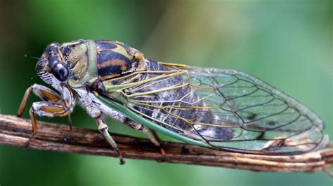 Billions Of Cicadas Will Emerge In The Us This Year In A Rare Double Brood Event Nbc Chicago