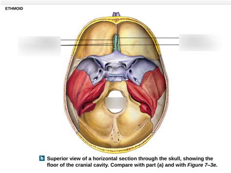 Ethmoid Diagram Quizlet