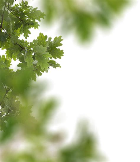 绿叶虚化前景 104