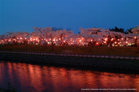 夜桜ライトアップ（五稜郭公園）01 ライブラリー 函館・みなみ北海道観光ガイド
