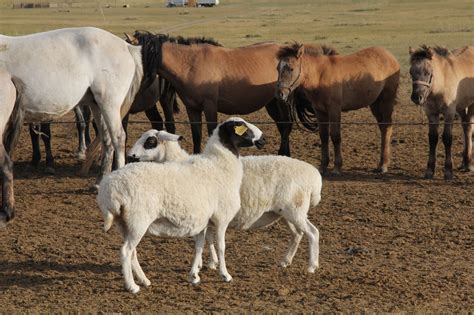 Монгол хонины ноос