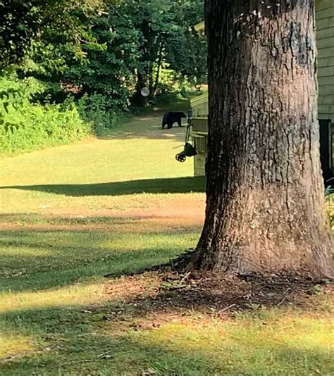 Andrew Anderson On Linkedin Saw A Bear On My Way To Work A Few Days