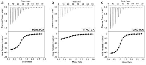 Representative Itc Isotherms For The Binding Of Bzip Domains Of Jun Fos Download Scientific