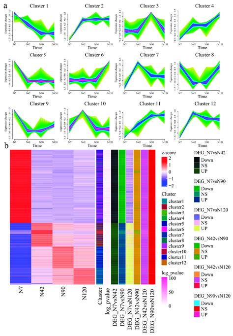 Transcriptome Wide Time Series Cluster Of Degs A Cluster Analysis Of Download Scientific