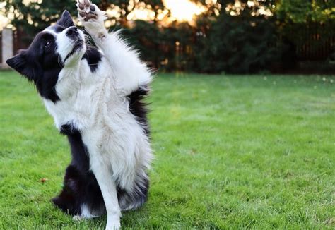 Border Collie Your Intelligent Affectionate Friend