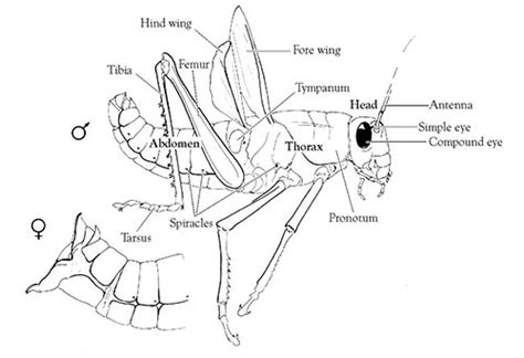 Grasshopper Dissection Carolina Biological Supply