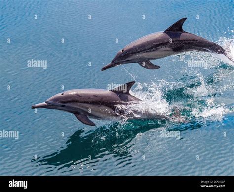 Long Beaked Common Dolphins Delphinus Capensis Leaping Isla San
