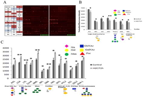 a lectin microarray system lectins with different binding