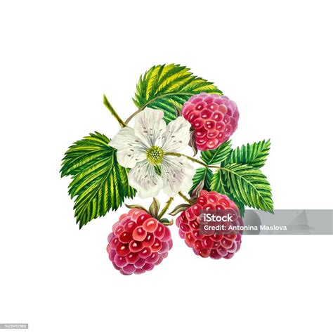 라즈베리 열매 잎 및 꽃이있는 라즈베리 가지 수채화 그림 흰색 배경에 고립되어 있습니다 0명에 대한 스톡 벡터 아트 및 기타 이미지 Istock