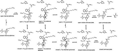 Structural Snapshots Of Proteus Vulgaris Tryptophan Indole Lyase Reveal Insights Into The