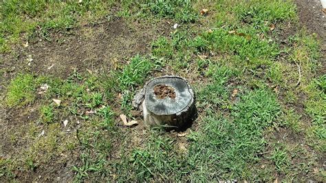 그루터기 나무 다진 것 Pixabay의 무료 사진