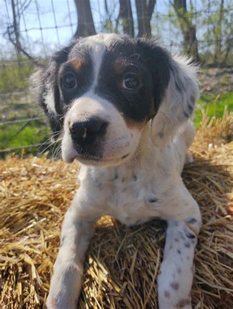 English Setter Puppies For Sale