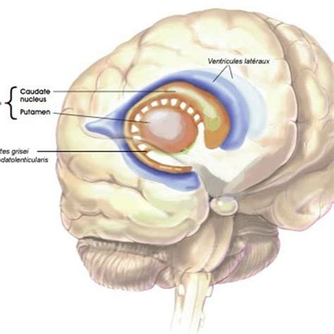 Schematic View Of The Mouse Brain Regions Dissected In The Present