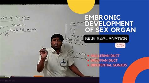 Embronic Development In Sex Organ Best Explained Clear Concept