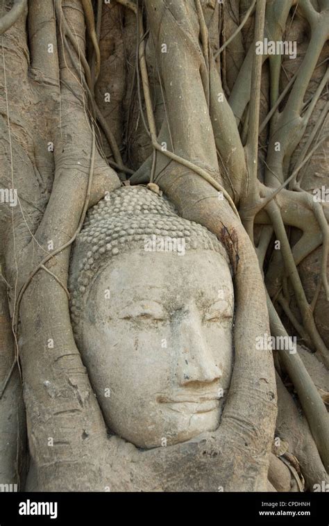 Buddha Head Wat Mahathat Ayutthaya Unesco World Heritage Site