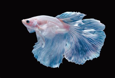 초보 愛魚人 주목 반려물고기 추천과 건강관리법｜주간동아