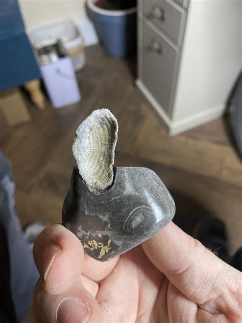 Another Brachiopod For Id Fossil Id The Fossil Forum