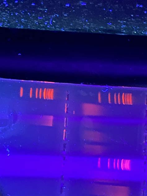 The Actinobacteriophage Database Phage Babe