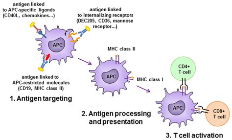 Antigen Processing Definition At Steve Johnson Blog