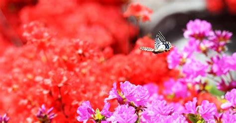 호랑나비의 꽃비행