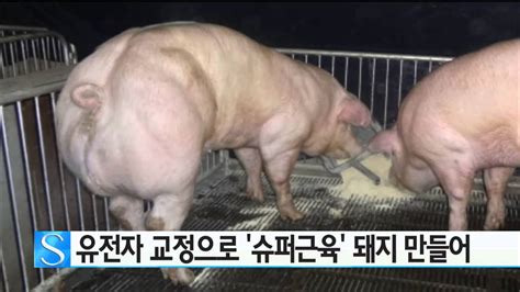 유전자 교정으로 슈퍼근육 돼지 만들어 YTN 사이언스 YouTube