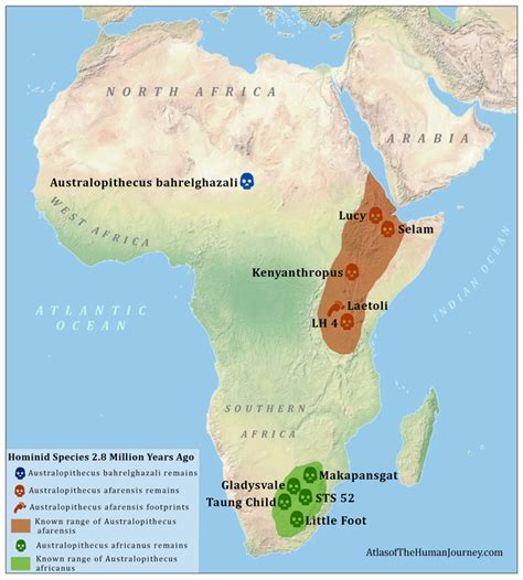 The Age Of Australopithecus