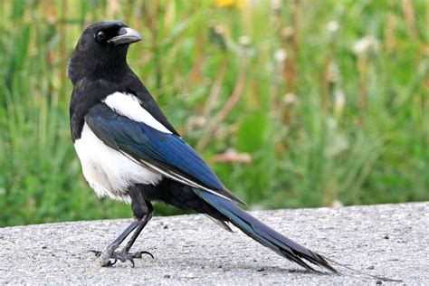 American Magpie