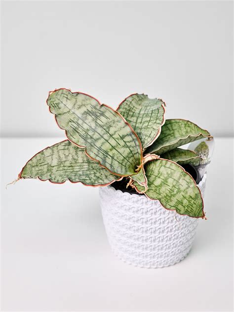 Купить сансевиерия сансиеверия Кирки комнатное растение в горшке минск