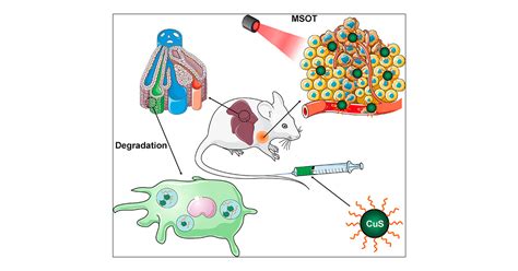Thermosensitive Biodegradable Copper Sulfide Nanoparticles For Real