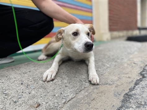 보더콜리믹스 오손 대형견책임분양 미니비숑프리제책임분양 토이푸들책임분양 골든리트리버책임분양 래브라도리트리버책임분양 닥스훈트책임분양 도베르만책임분양 말티치책임분양 말티폼책임분양