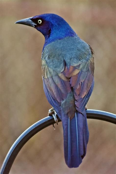 Grackle In The Morning Light Purple Grackle Common Grackle Bird
