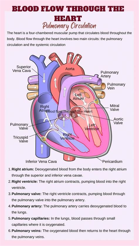 Circulatory System Notes Artofit