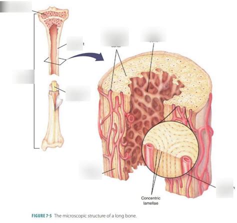 Test Diagram Diagram Quizlet