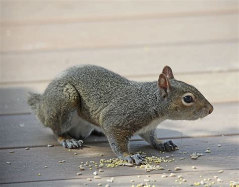 Stumpy Brent Langley Wildlife Artist