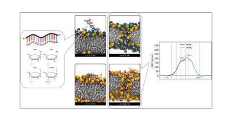 Crosstalk Of Nucleic Acid Mimics With Lipid Membranes A Multifaceted Computational And