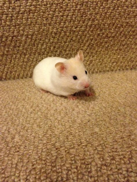 Cute Syrian Hamster Hamster Cages Hamster Cute Animals