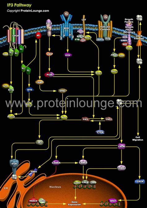 Biological Databases And Tools Ip3 Pathway Protein Lounge
