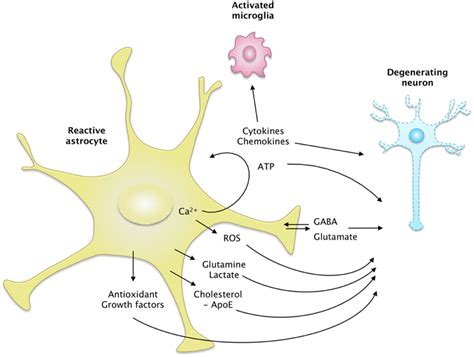 Astrocyte Cell Diagram